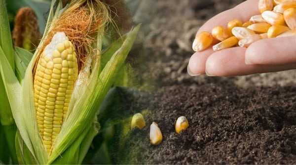 When to plant corn: how to plant correctly and in what month | Agrimatco