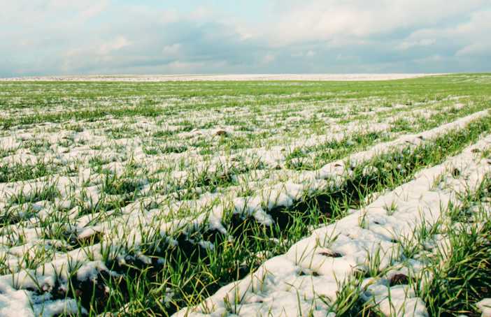 The main causes of freezing of winter crops and methods of their ...