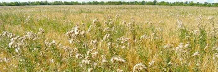 Types and classification of weeds | Agrimatco