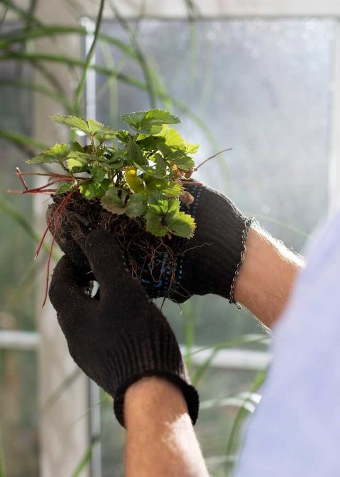 Biological preparations for plants - advantages of application | Agrimatco