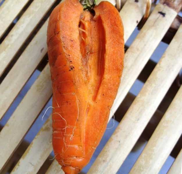 Carrots and radishes crack: what to do Agrimatco
