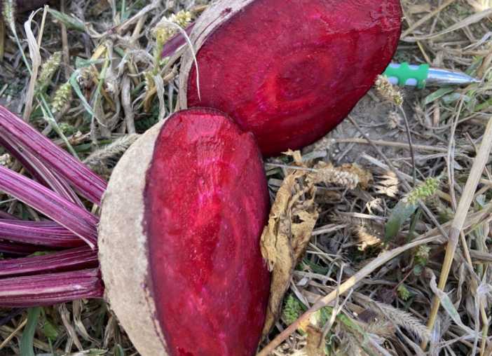 SAKATA BEET KARDIAL F1 buy, price in Ukraine | Agrimatko