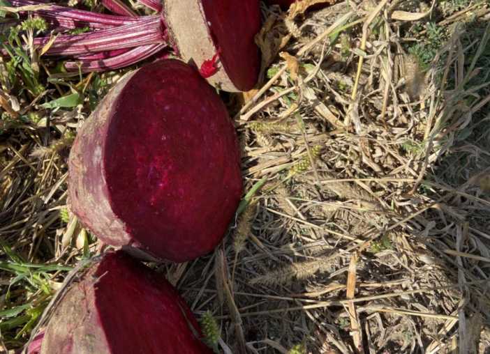 SAKATA BEET KARDIAL F1 buy, price in Ukraine | Agrimatko